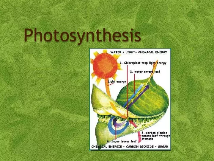 PPT - Photosynthesis PowerPoint Presentation, free download - ID:2133098