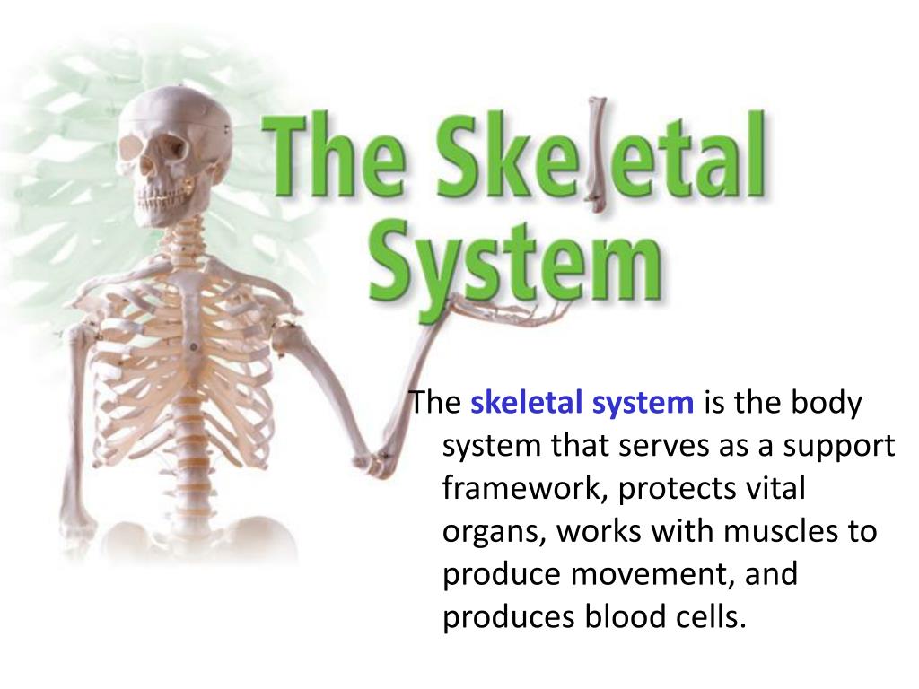 PPT - Functions of Skeletal System PowerPoint Presentation, free ...
