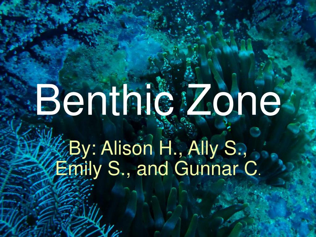 PPT - Benthic Zone PowerPoint Presentation, free download - ID:2133504