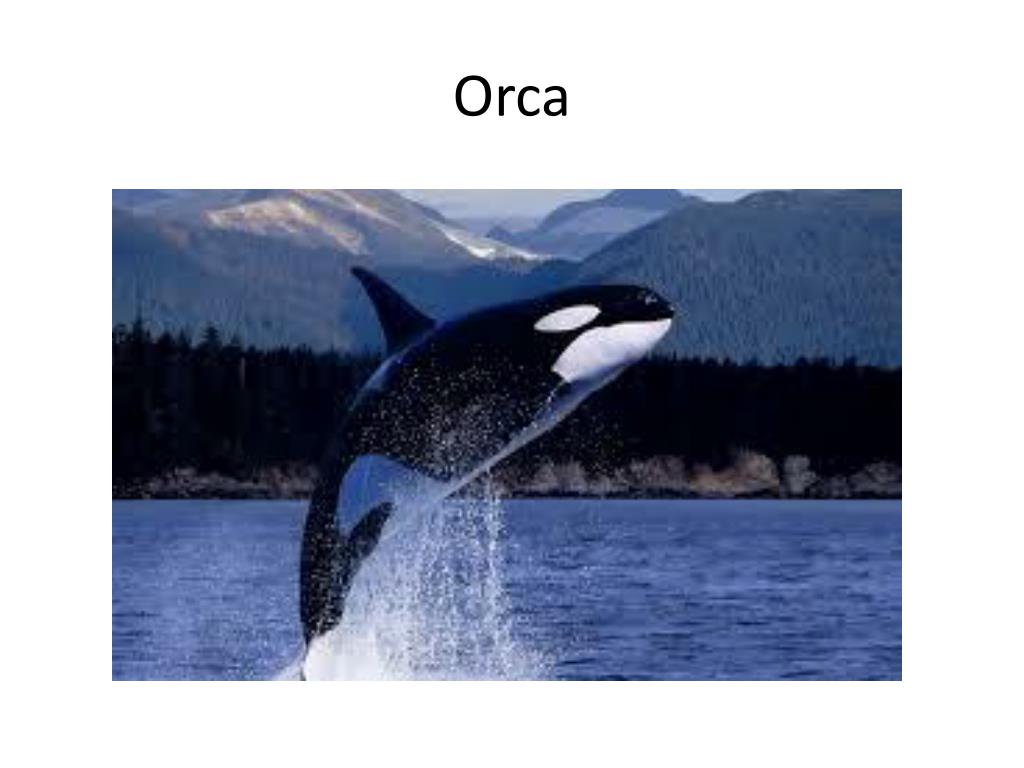 PPT - Orca PowerPoint Presentation, free download - ID:2133513