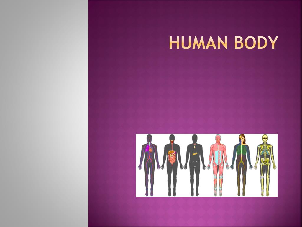 PPT - Human Body PowerPoint Presentation, free download - ID:2133978
