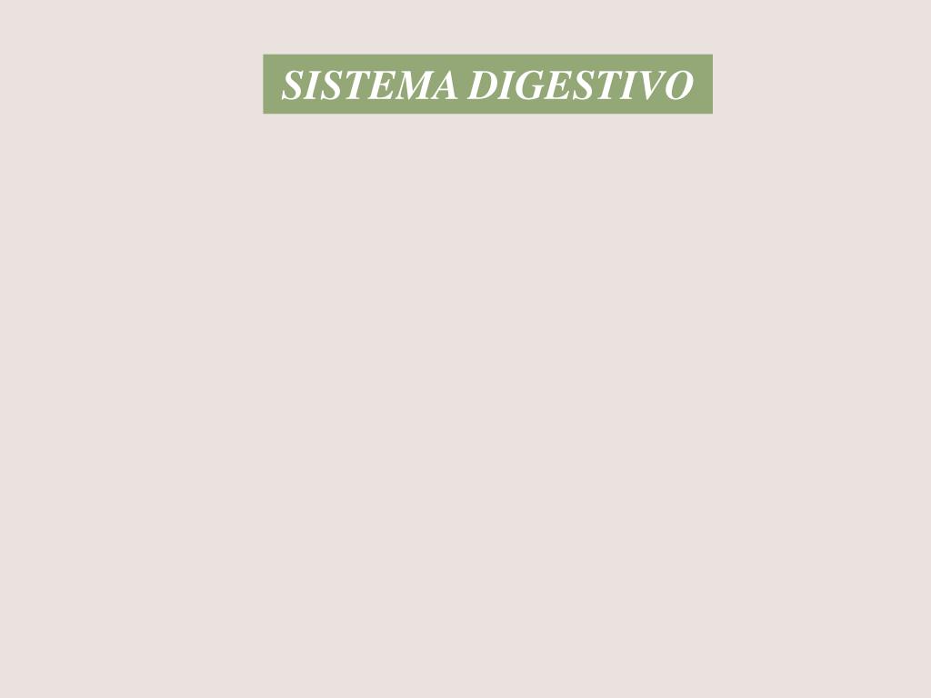 PPT - SISTEMA DIGESTIVO PowerPoint Presentation, free download - ID:2134006