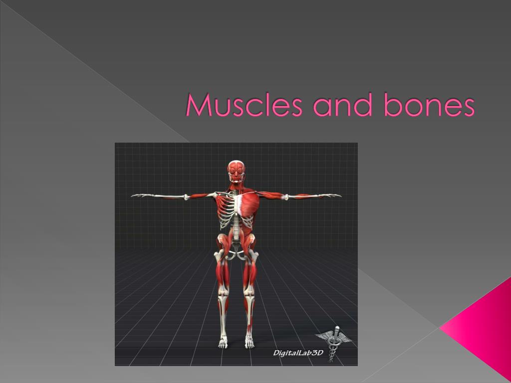 PPT - Muscles and bones PowerPoint Presentation, free download - ID:2134032