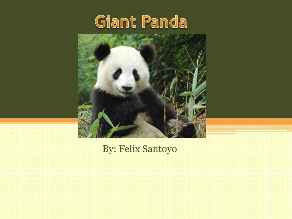PPT - Giant Panda PowerPoint Presentation, free download - ID:2136408