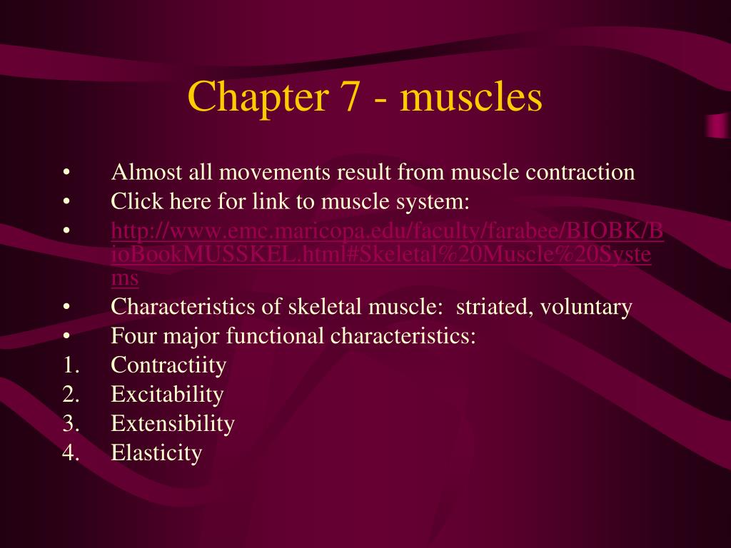 PPT - Chapter 7 - muscles PowerPoint Presentation, free download - ID ...