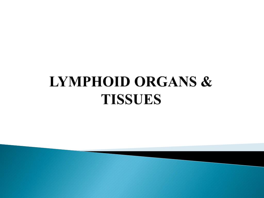 PPT - LYMPHOID ORGANS & TISSUES PowerPoint Presentation, free download ...