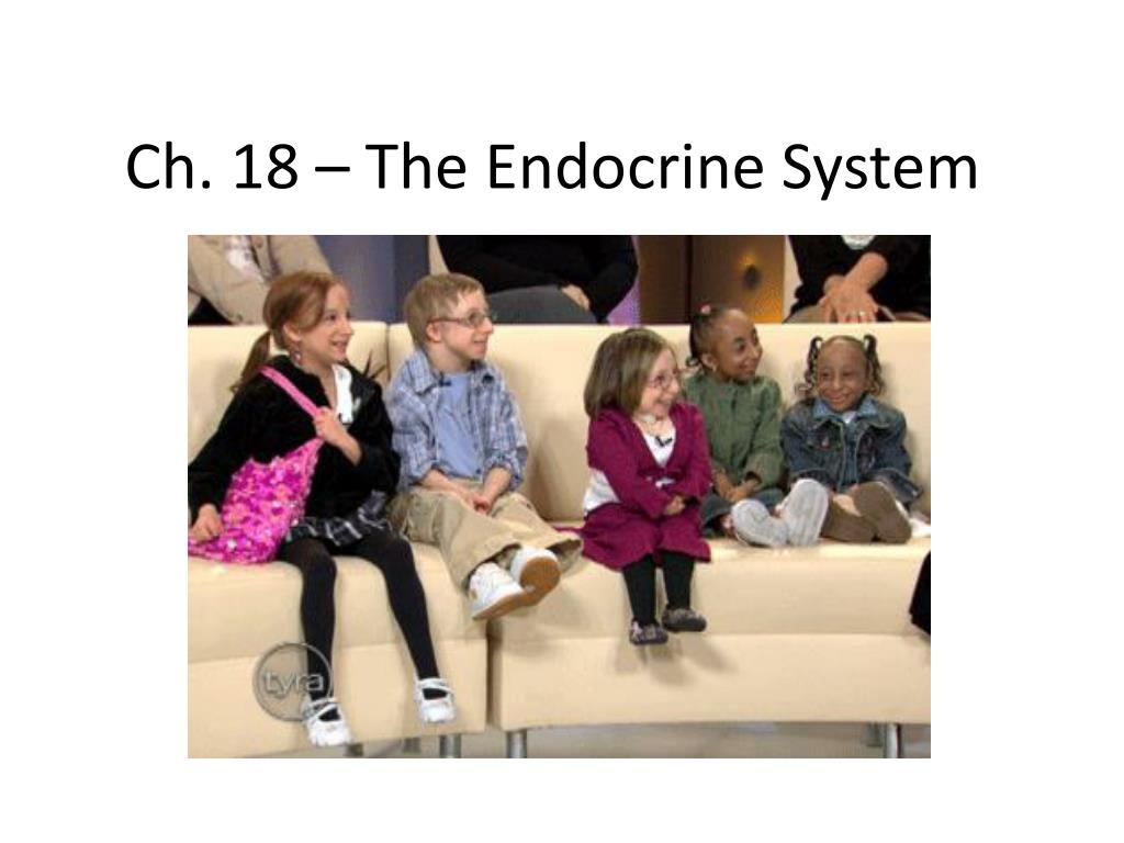 PPT - Ch. 18 – The Endocrine System PowerPoint Presentation, free ...