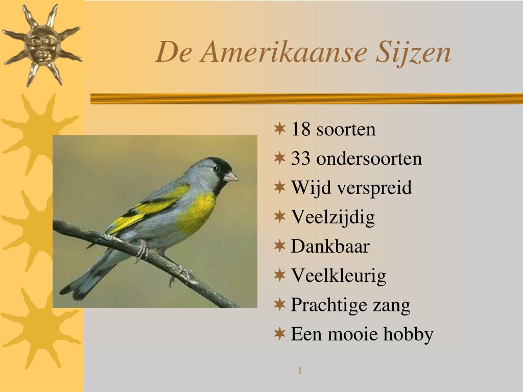 PPT - De Amerikaanse Sijzen PowerPoint Presentation, free download - ID ...