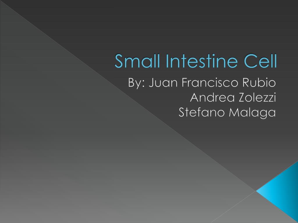 PPT - Small Intestine Cell PowerPoint Presentation, free download - ID ...