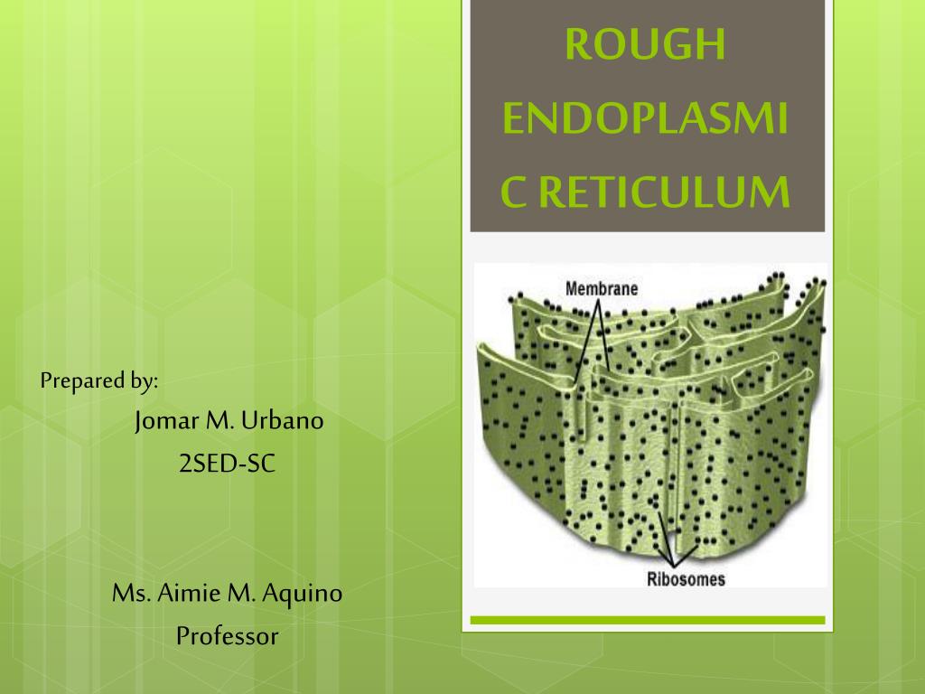 PPT - ROUGH ENDOPLASMIC RETICULUM PowerPoint Presentation, free ...