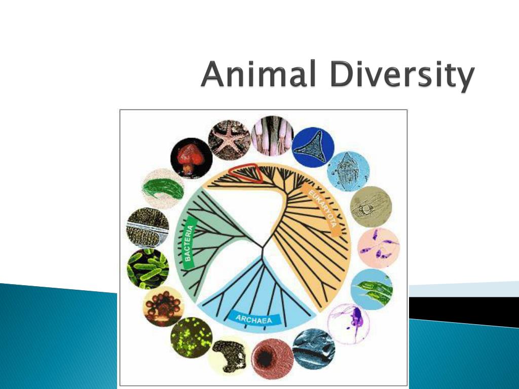 PPT - Animal Diversity PowerPoint Presentation, free download - ID:2142932
