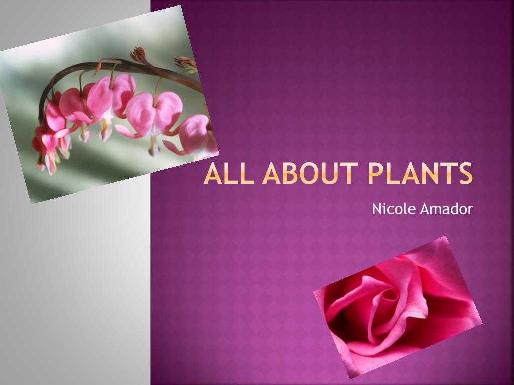 PPT - All About Plants PowerPoint Presentation, free download - ID:2143052