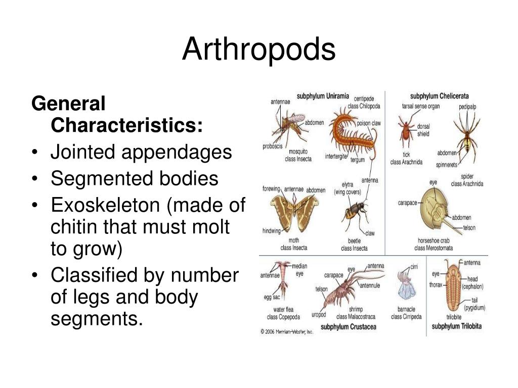 PPT - Arthropods PowerPoint Presentation, free download - ID:2143124