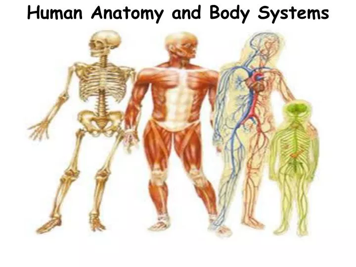 The 11 Body Systems Of The Human Body Human Body Anatomy The 11 Body Systems Of The Human Body Human Body Anatomy