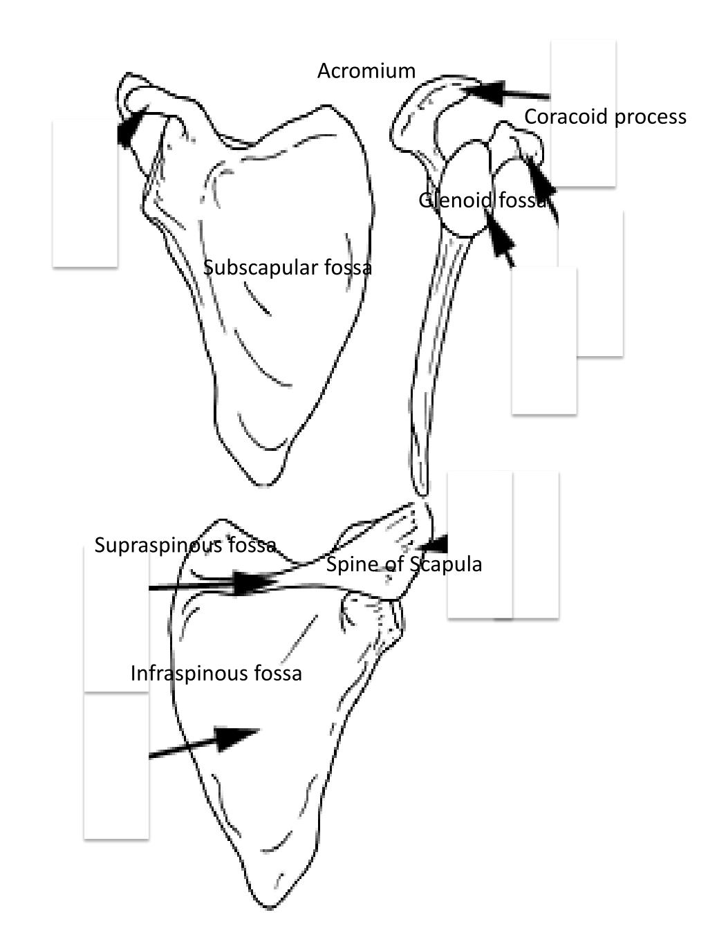 PPT - Spine of Scapula PowerPoint Presentation, free download - ID:2143440