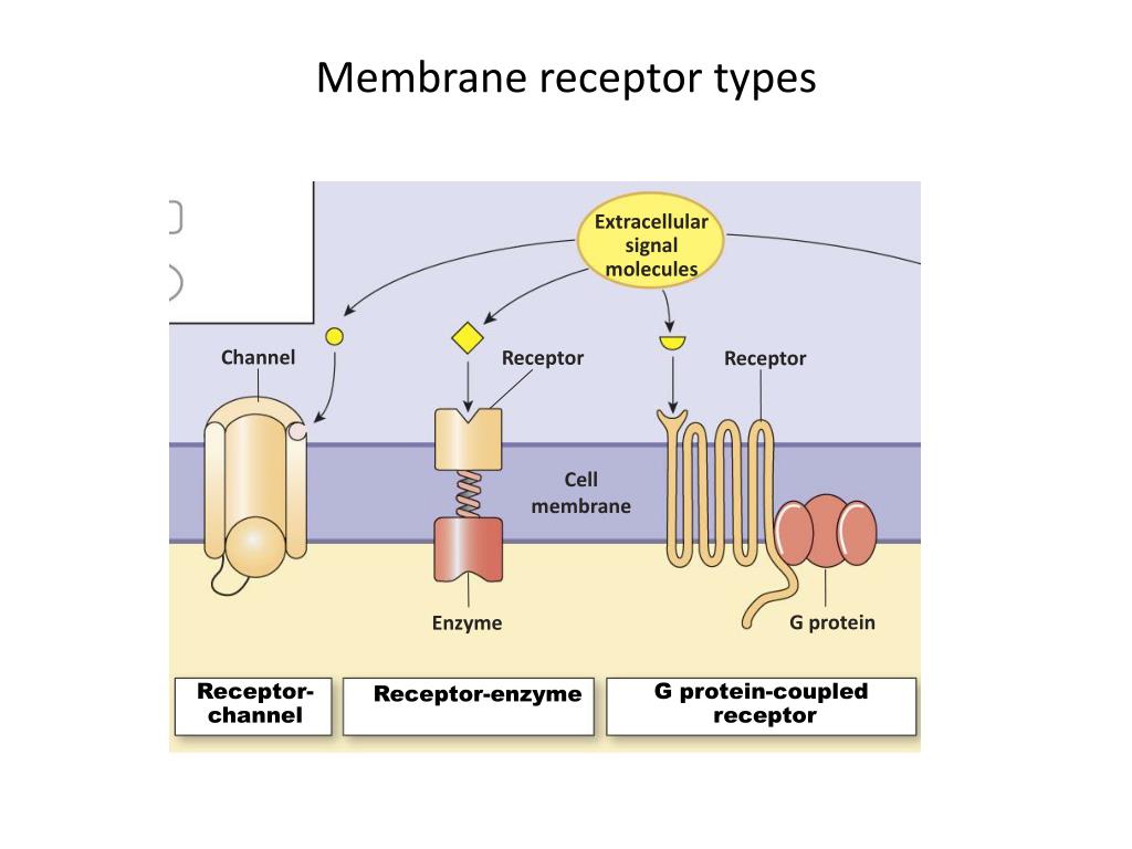 PPT - Membrane receptor types PowerPoint Presentation, free download ...