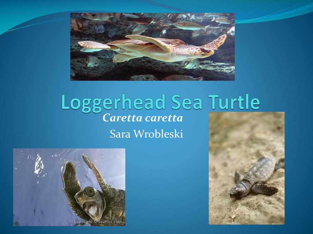 PPT - Loggerhead Sea Turtle PowerPoint Presentation, free download - ID ...