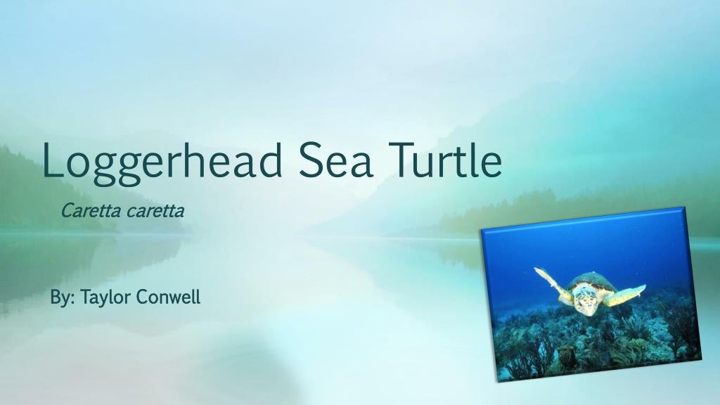 PPT - Loggerhead Sea Turtle PowerPoint Presentation, free download - ID ...