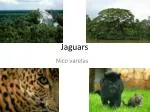 PPT - Jaguars PowerPoint Presentation, free download - ID:4940417