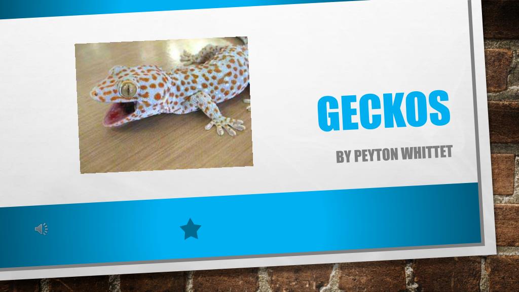 PPT - Geckos PowerPoint Presentation, free download - ID:2148558