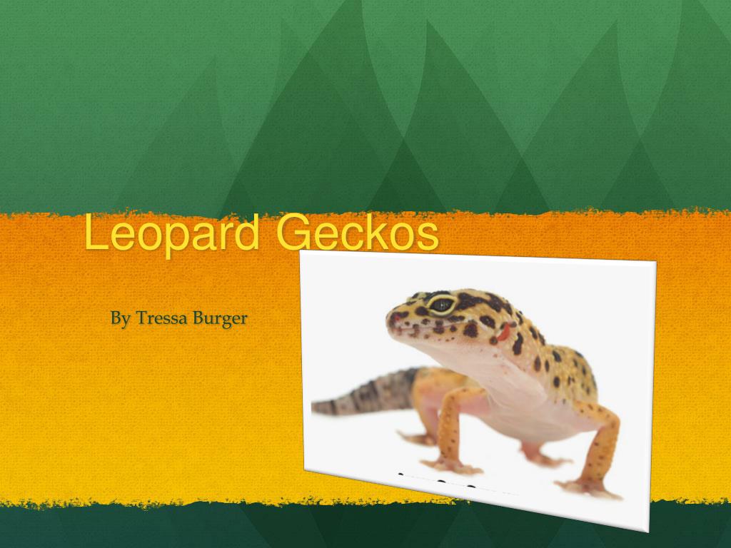 PPT - Leopard Geckos PowerPoint Presentation, free download - ID:2148629