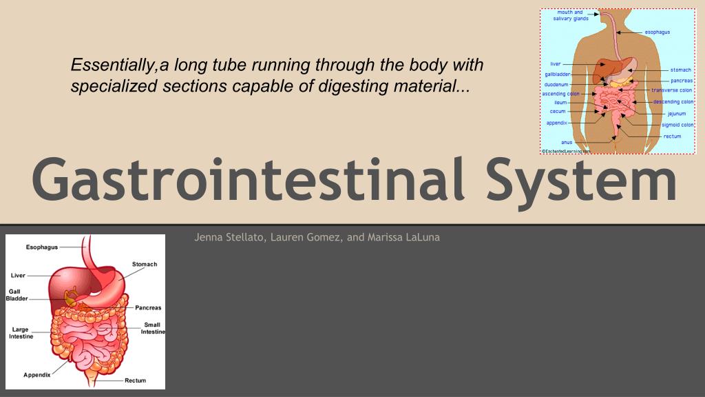 PPT - Gastrointestinal System PowerPoint Presentation, free download ...