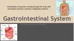 PPT - Gastrointestinal System Development PowerPoint Presentation, free ...