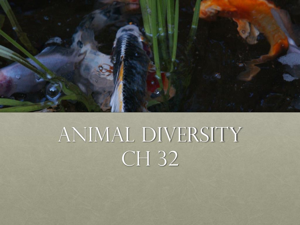 PPT - Animal diversity Ch 32 PowerPoint Presentation, free download ...