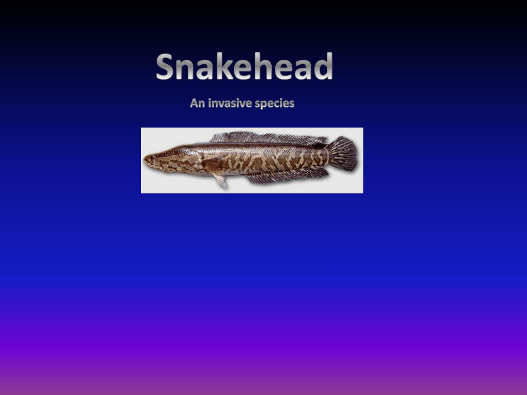PPT - Snakehead PowerPoint Presentation, free download - ID:2151170