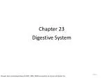 PPT - Chapter 23 Digestive System Lecture 11 PowerPoint Presentation ...