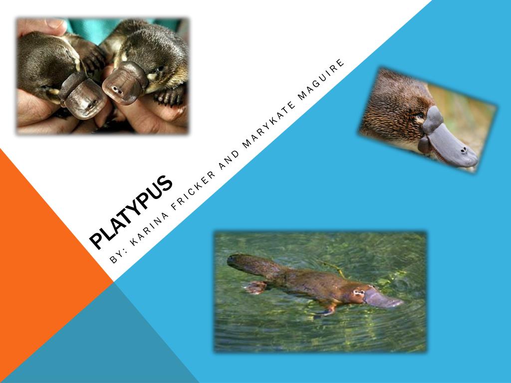PPT - PLATYPUS PowerPoint Presentation, free download - ID:2153619