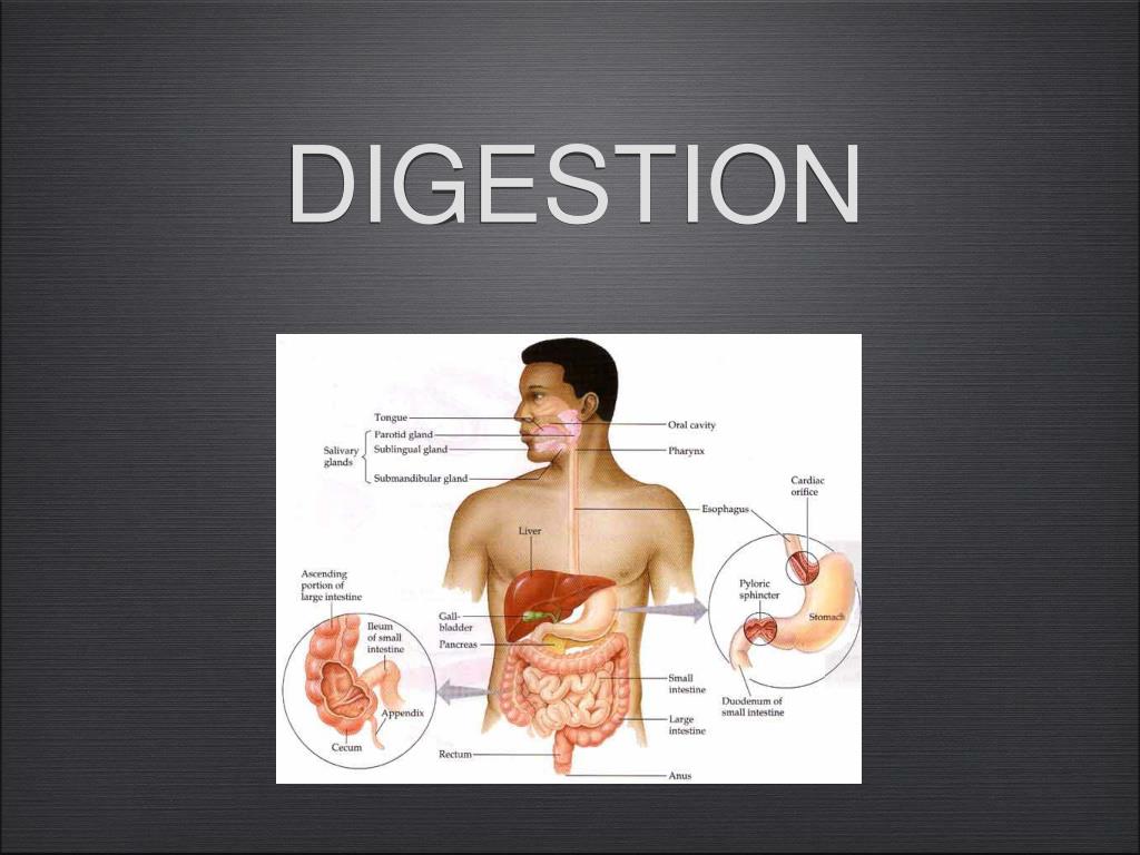 PPT - DIGESTION PowerPoint Presentation, free download - ID:2155764