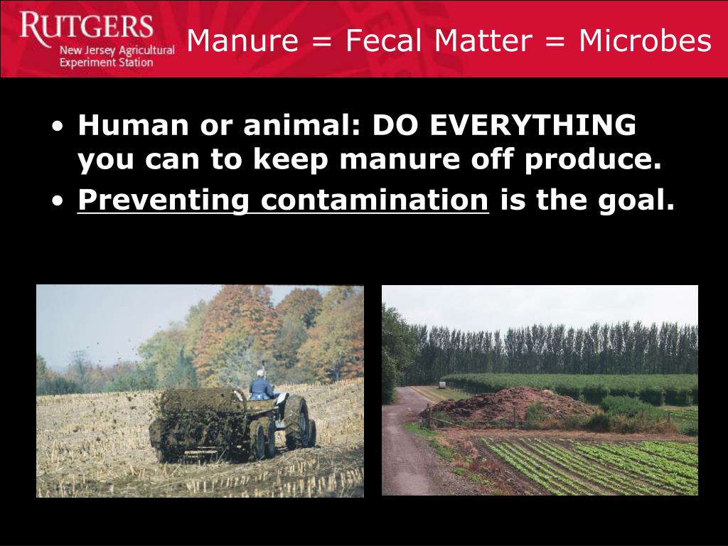 PPT - Manure = Fecal Matter = Microbes PowerPoint Presentation, free ...