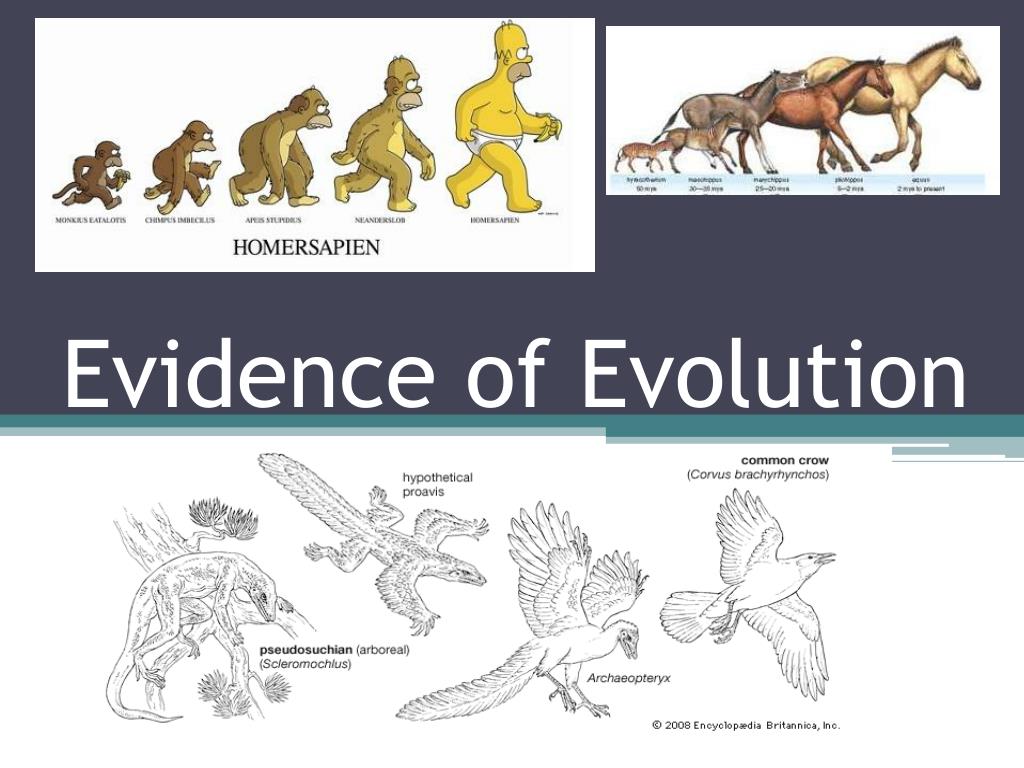 PPT - Evidence of Evolution PowerPoint Presentation, free download - ID ...