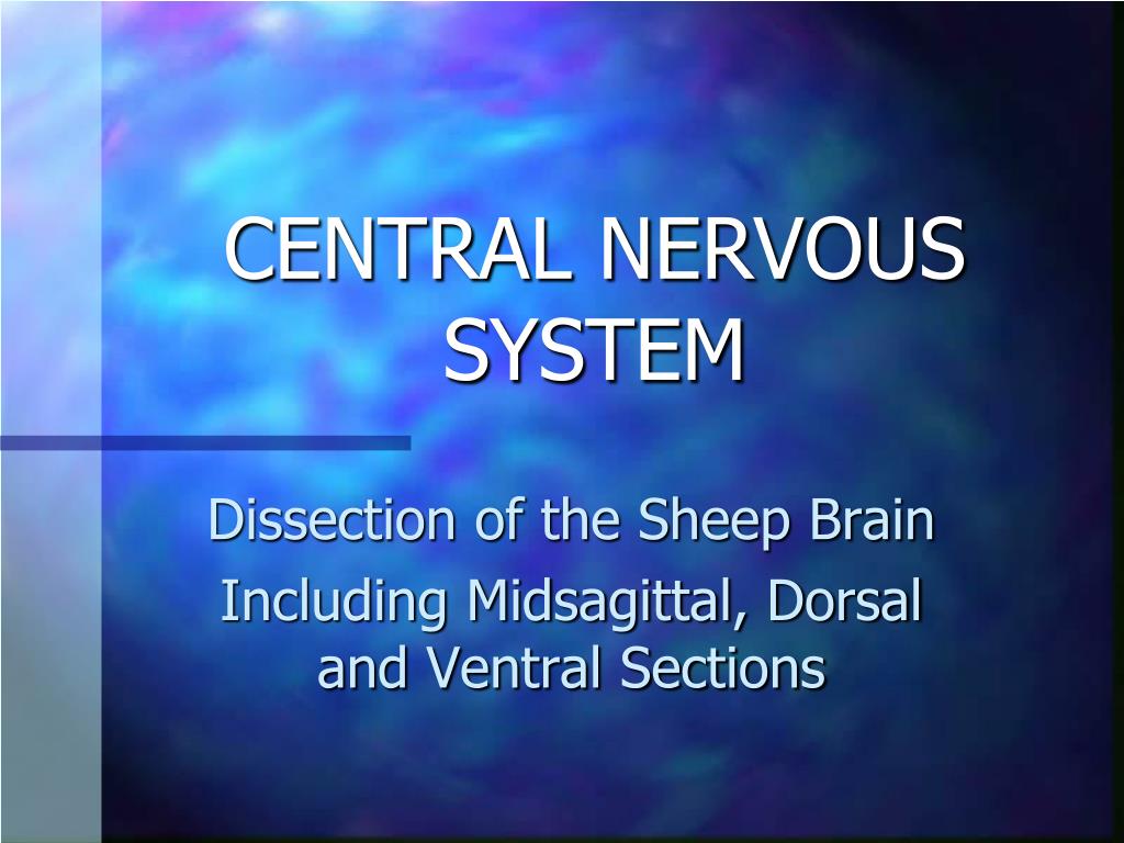 PPT - CENTRAL NERVOUS SYSTEM PowerPoint Presentation, free download ...