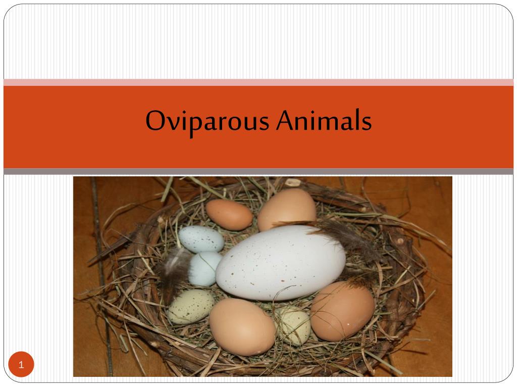 PPT - Oviparous Animals PowerPoint Presentation, free download - ID:2162362