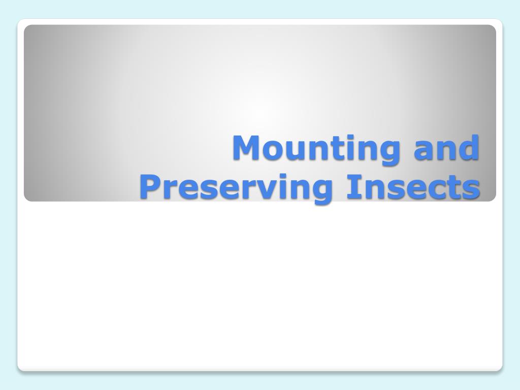 PPT - Mounting and Preserving Insects PowerPoint Presentation, free ...