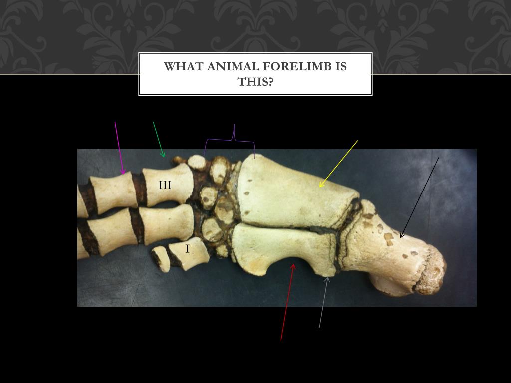 PPT - Identify the Mysterious Forelimb | Animal Anatomy Quiz PowerPoint ...