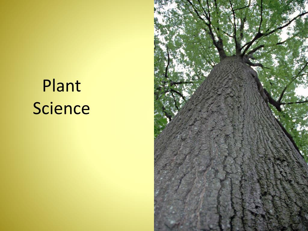 PPT - Plant Science PowerPoint Presentation, free download - ID:2163832