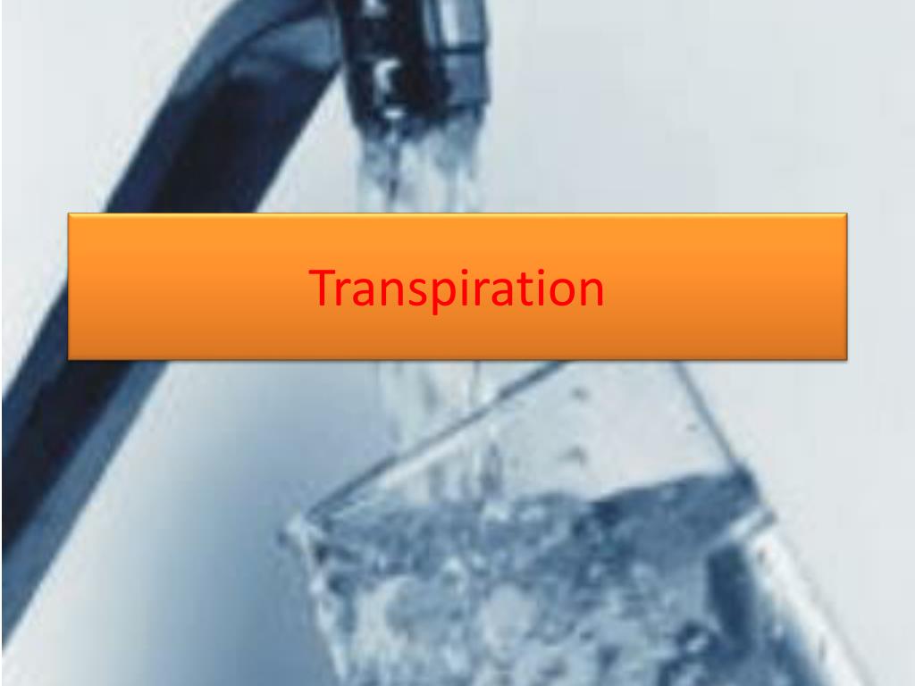 PPT - Transpiration PowerPoint Presentation, free download - ID:2164088