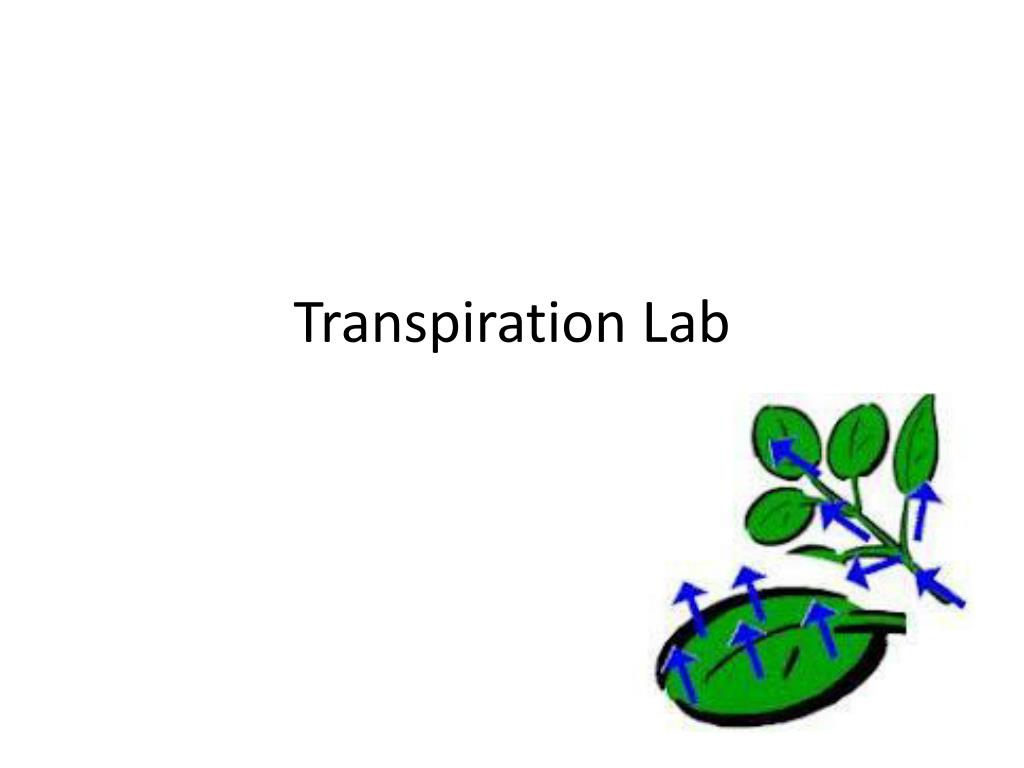 PPT - Transpiration Lab PowerPoint Presentation, free download - ID:2164102