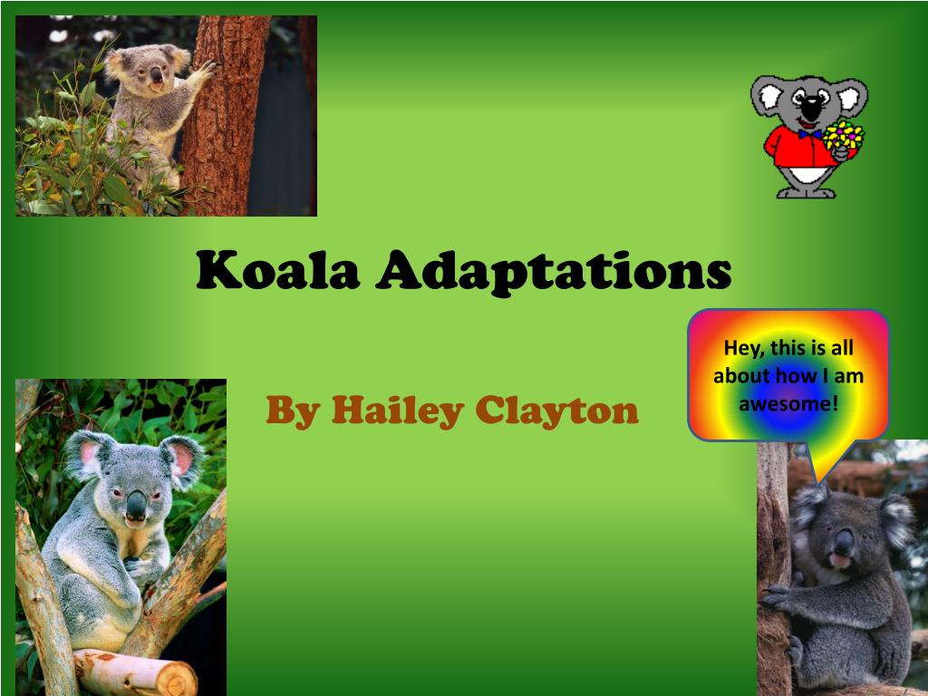 PPT - Koala Adaptations PowerPoint Presentation, free download - ID:2165249