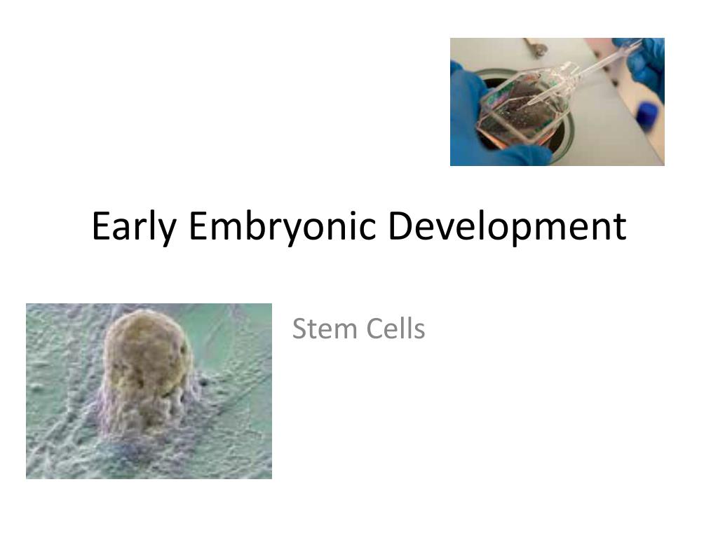 PPT - Early Embryonic Development PowerPoint Presentation, free ...