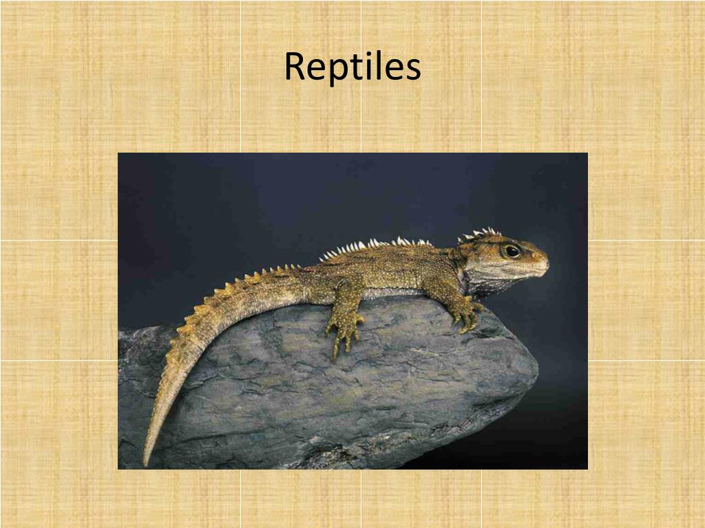 PPT - Reptiles PowerPoint Presentation, free download - ID:2170378