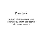 PPT - Karyotype Lab PowerPoint Presentation, free download - ID:2284146