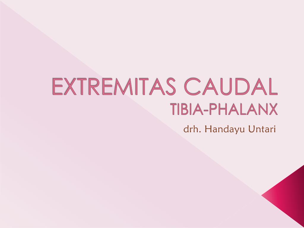 PPT - EXTREMITAS CAUDAL TIBIA-PHALANX PowerPoint Presentation, free ...