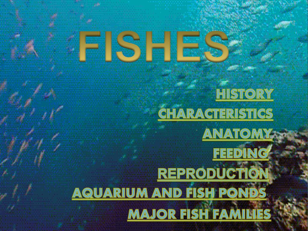 PPT - FISHES PowerPoint Presentation, free download - ID:2173129
