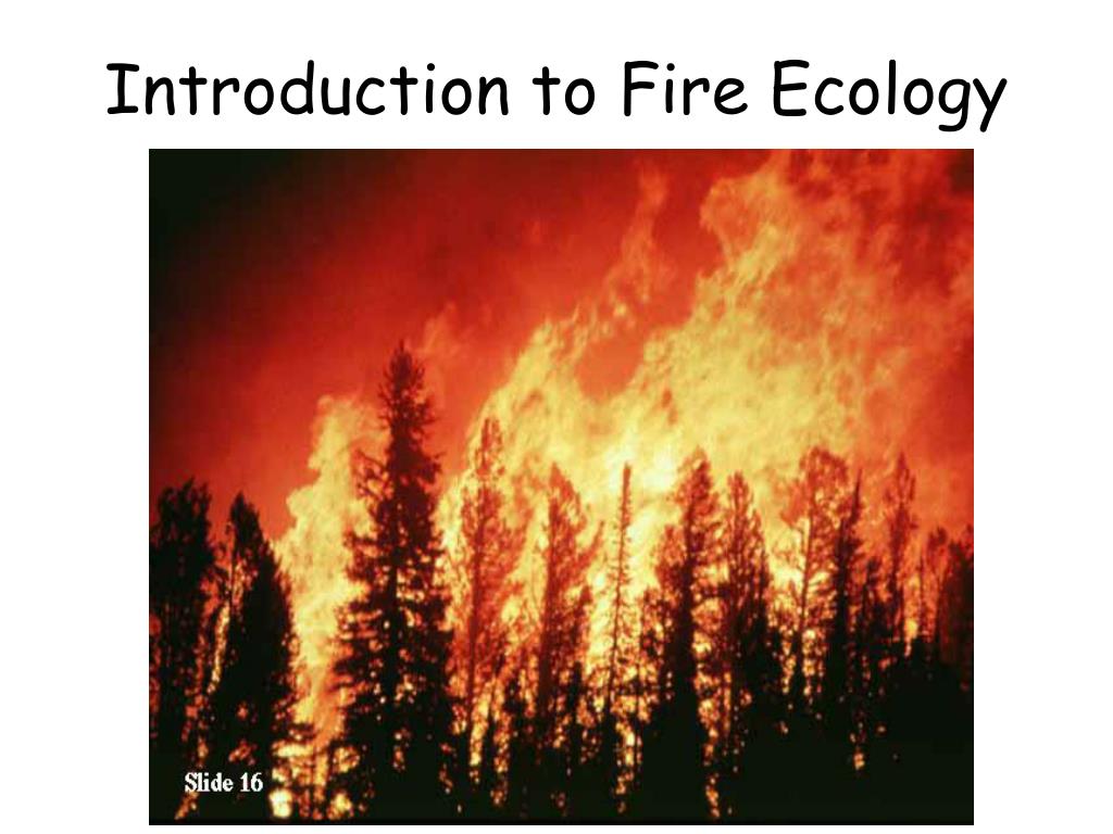 PPT - Introduction to Fire Ecology PowerPoint Presentation, free ...