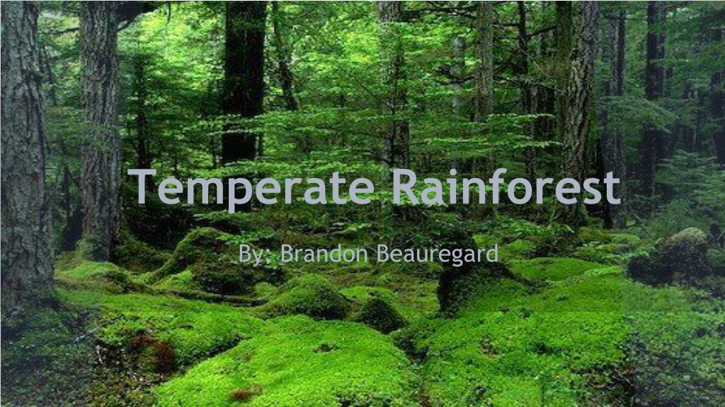 PPT - Temperate Rainforest PowerPoint Presentation, free download - ID ...