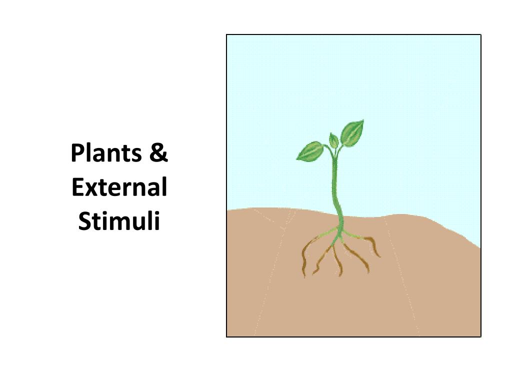 PPT - Plants & External Stimuli PowerPoint Presentation, free download ...